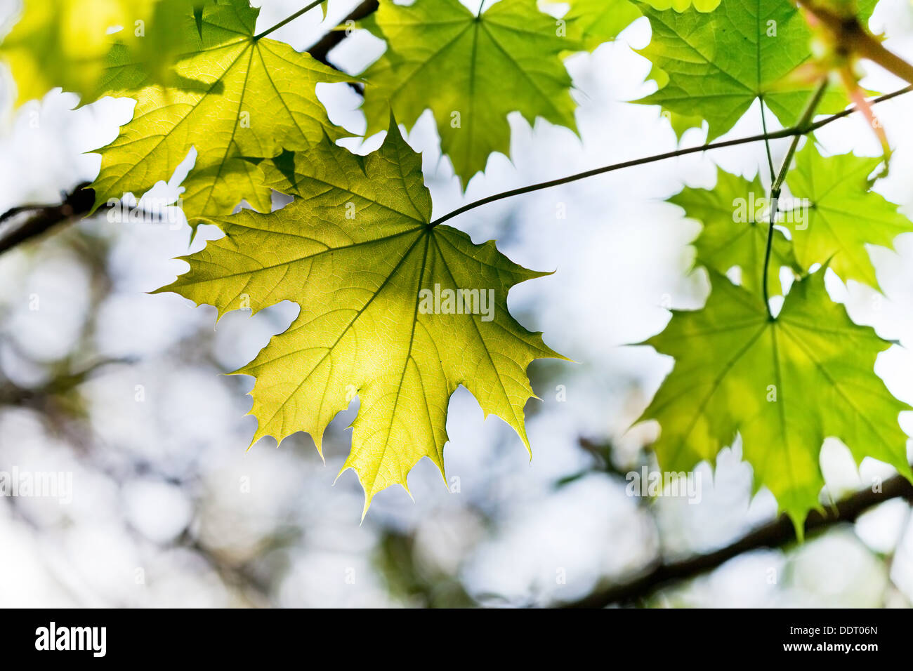 green maple leaf under the sun beam close up Stock Photo - Alamy