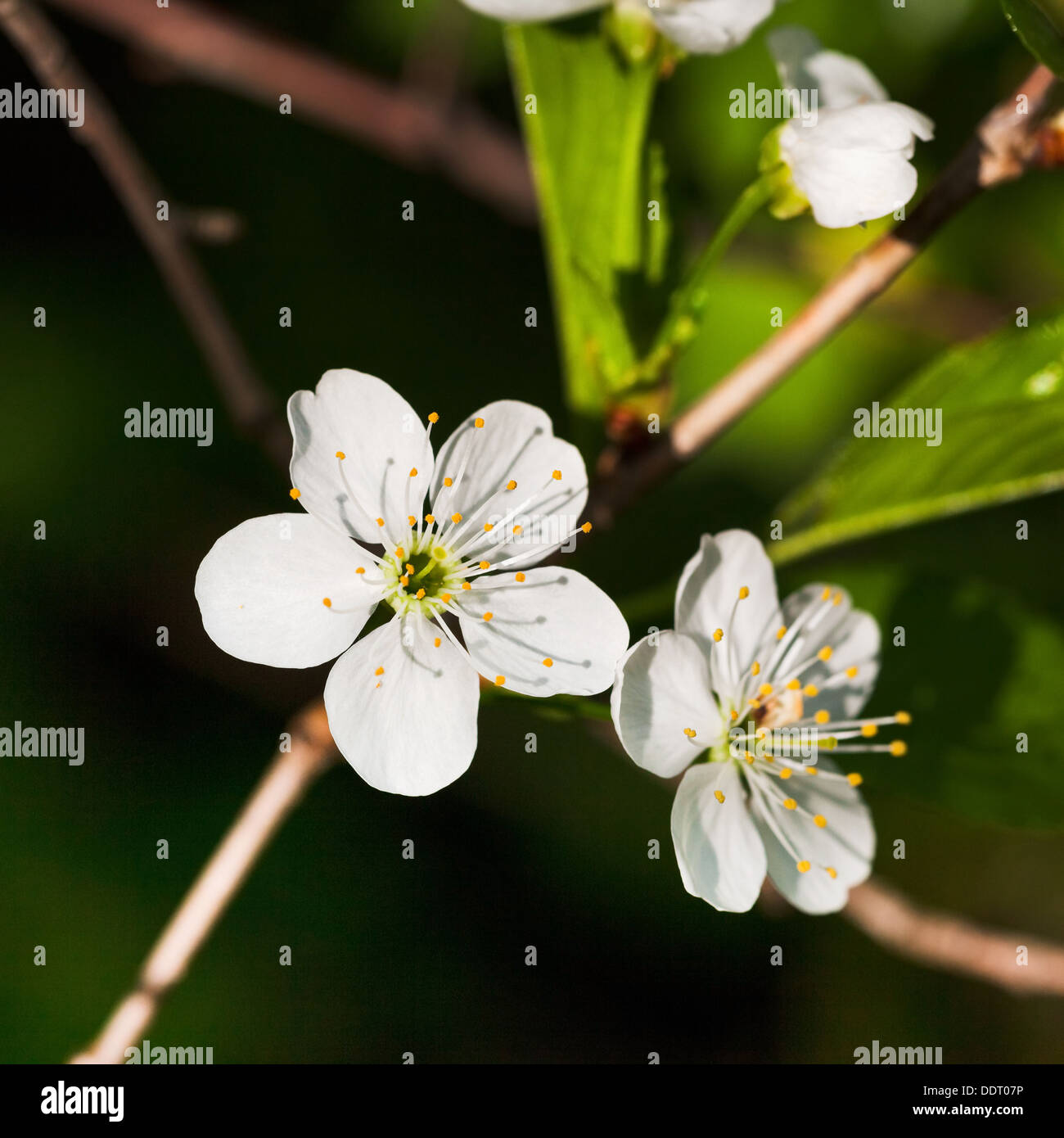 white flowers of blossoming tree close up Stock Photo - Alamy