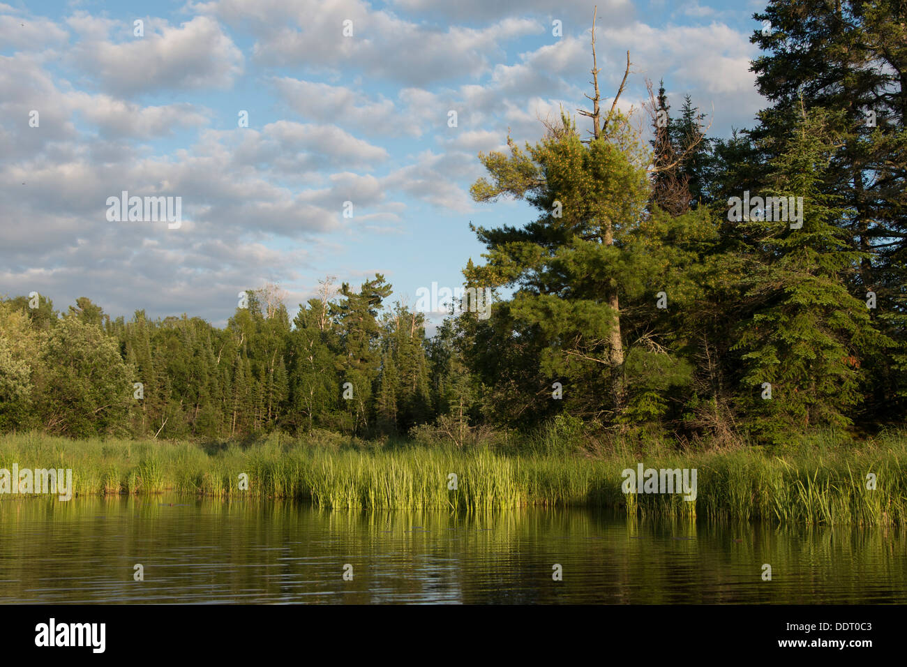 Reed with trees at the lakeside, Lake of The Woods, Keewatin, Ontario ...
