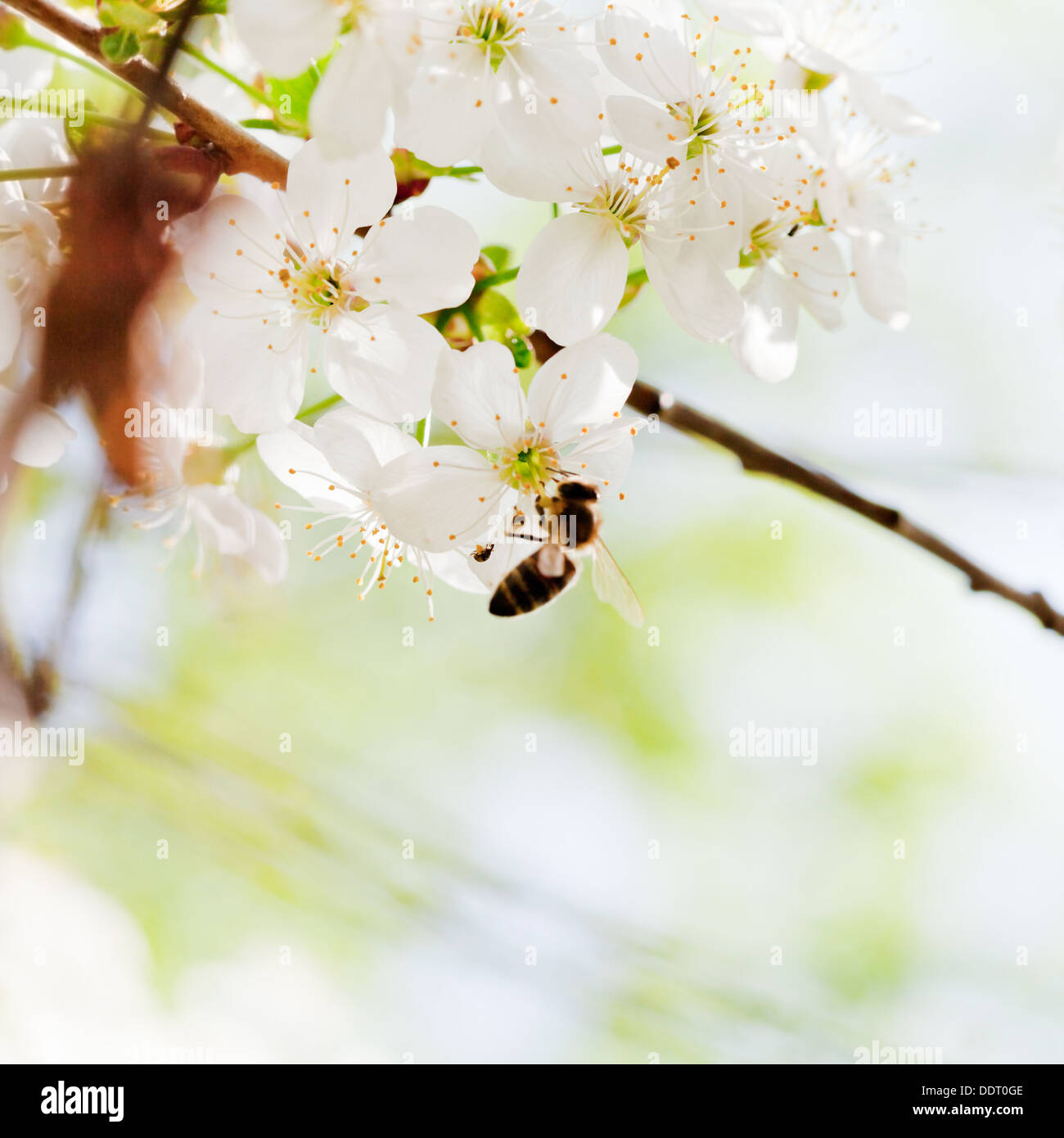 Honey bee collect nectar from hi-res stock photography and images - Alamy
