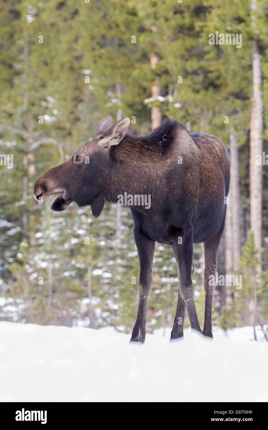 Moose in snow Stock Photo - Alamy
