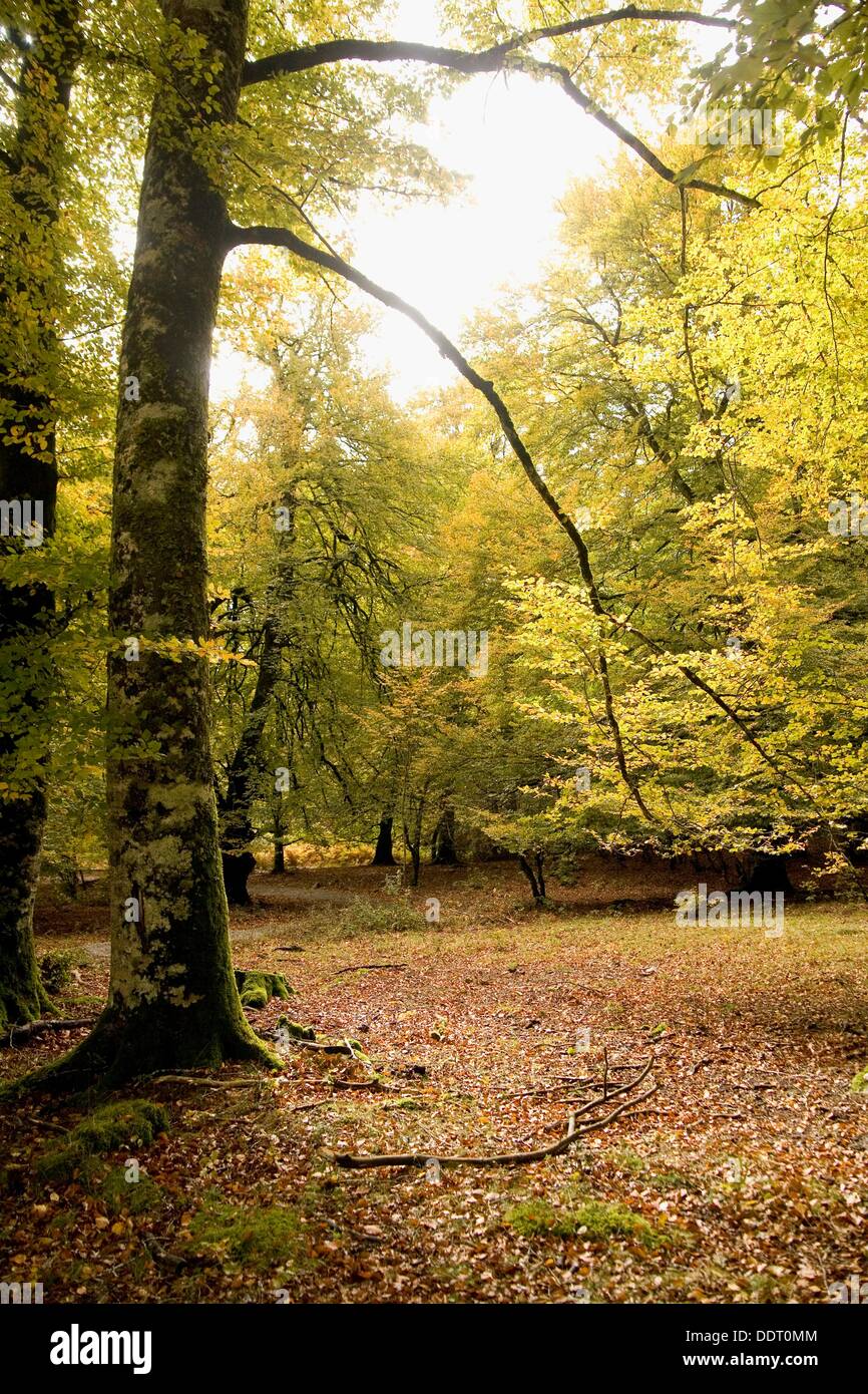 beech trees Irati Forest Navarra, Spain Stock Photo - Alamy