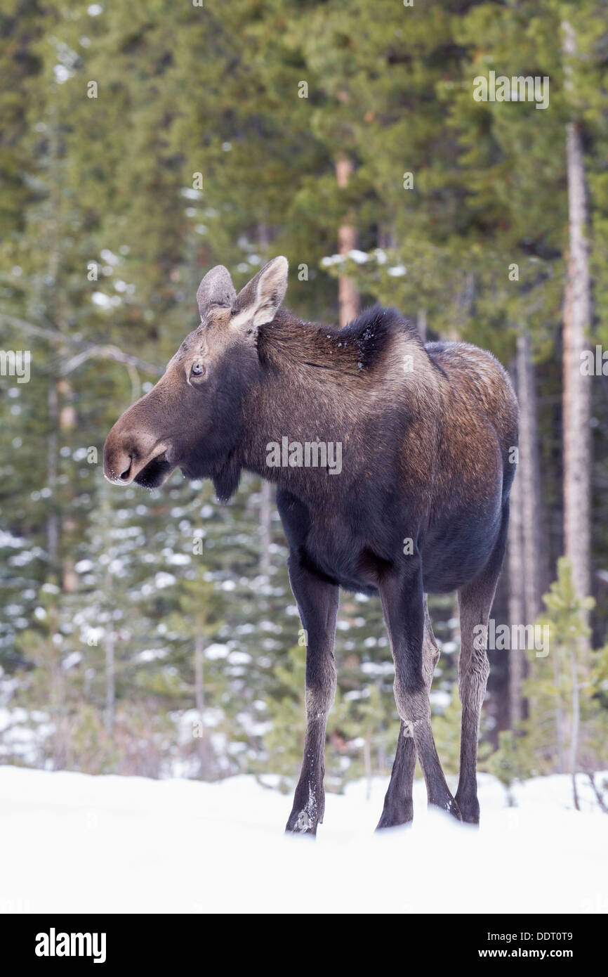 Moose in snow Stock Photo - Alamy