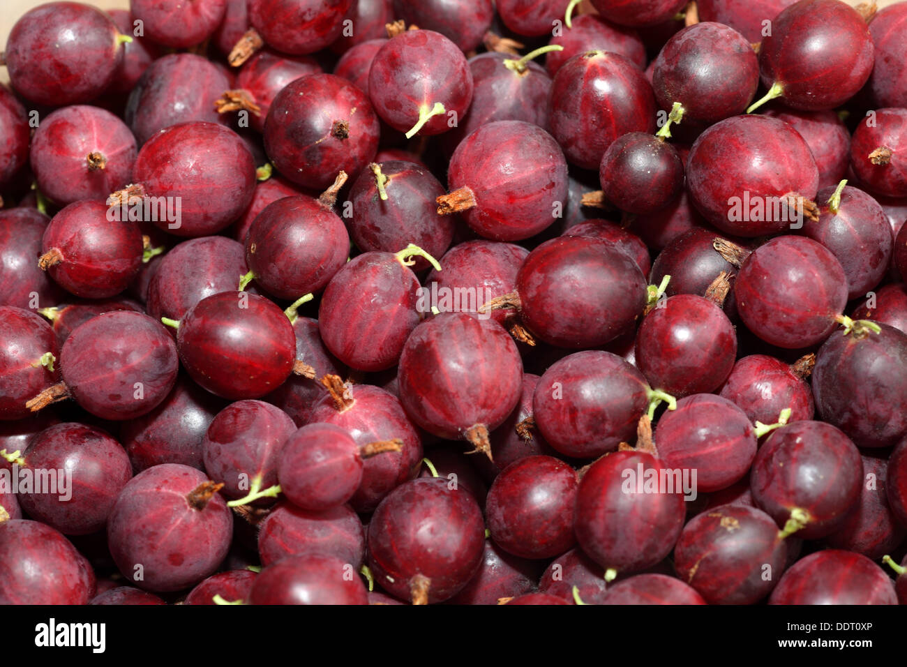 Gooseberry hinnomaki red hi-res stock photography and images - Alamy