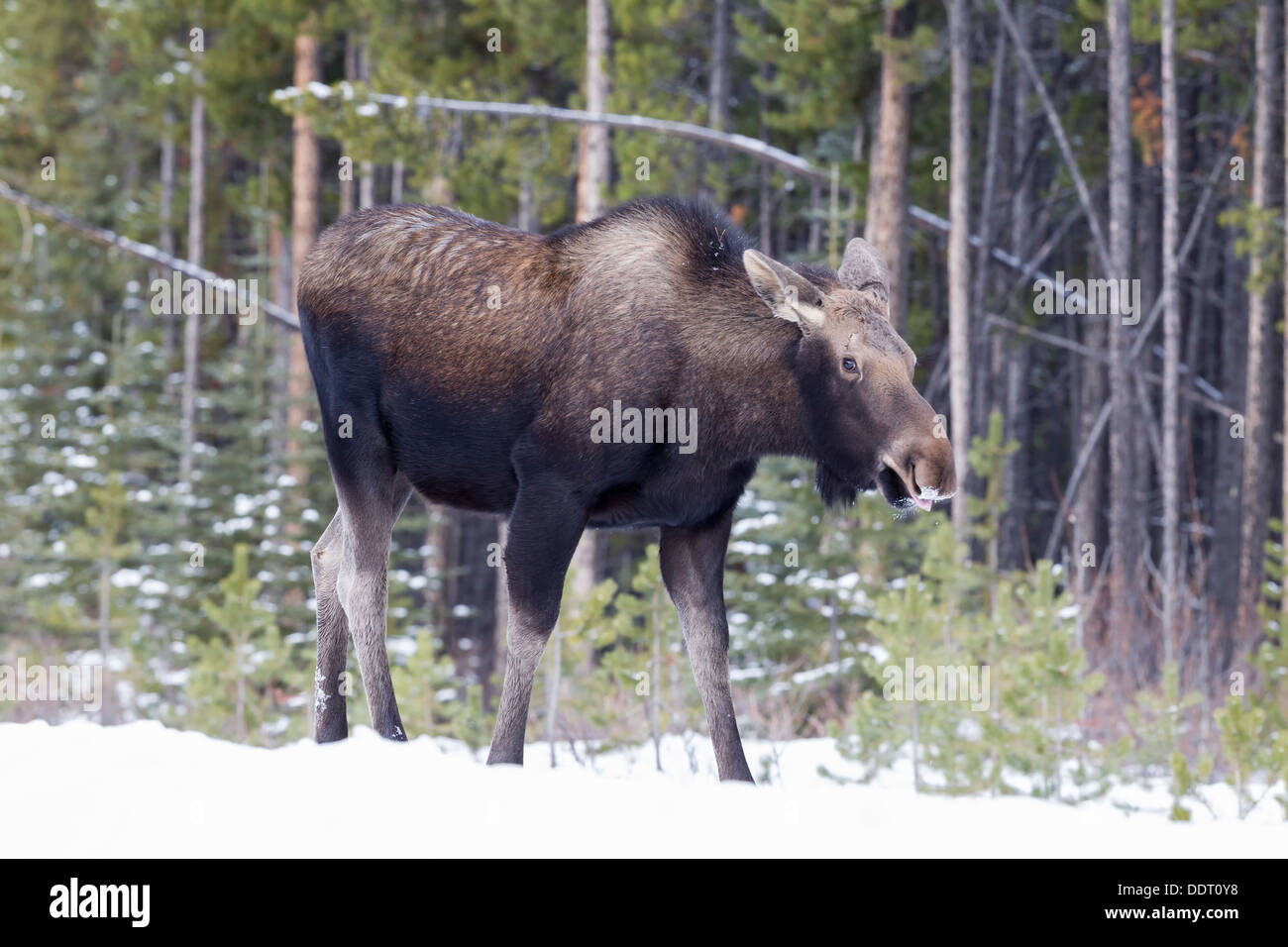 Moose in snow Stock Photo - Alamy