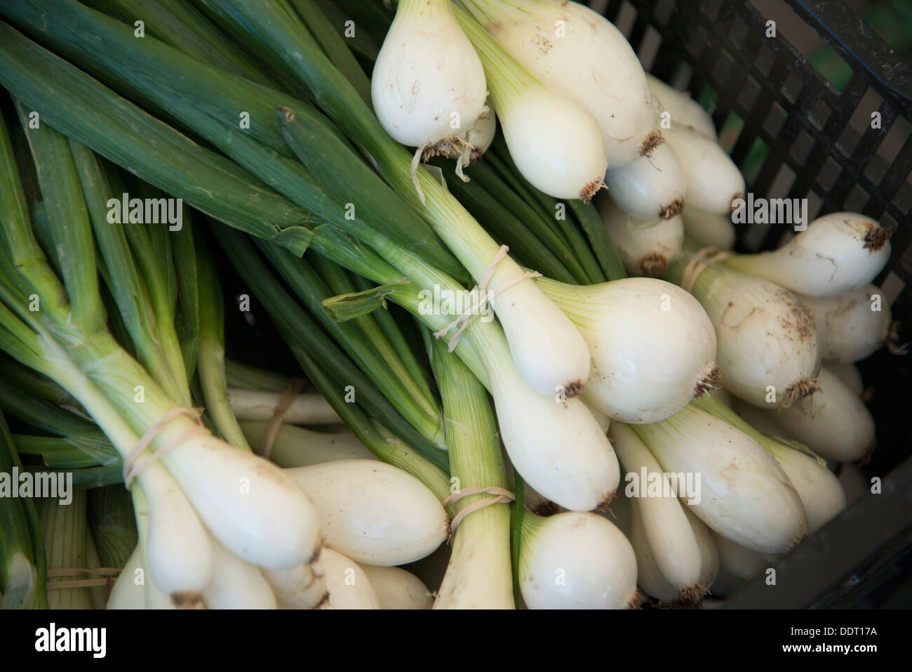 Ontario onion hi-res stock photography and images - Alamy