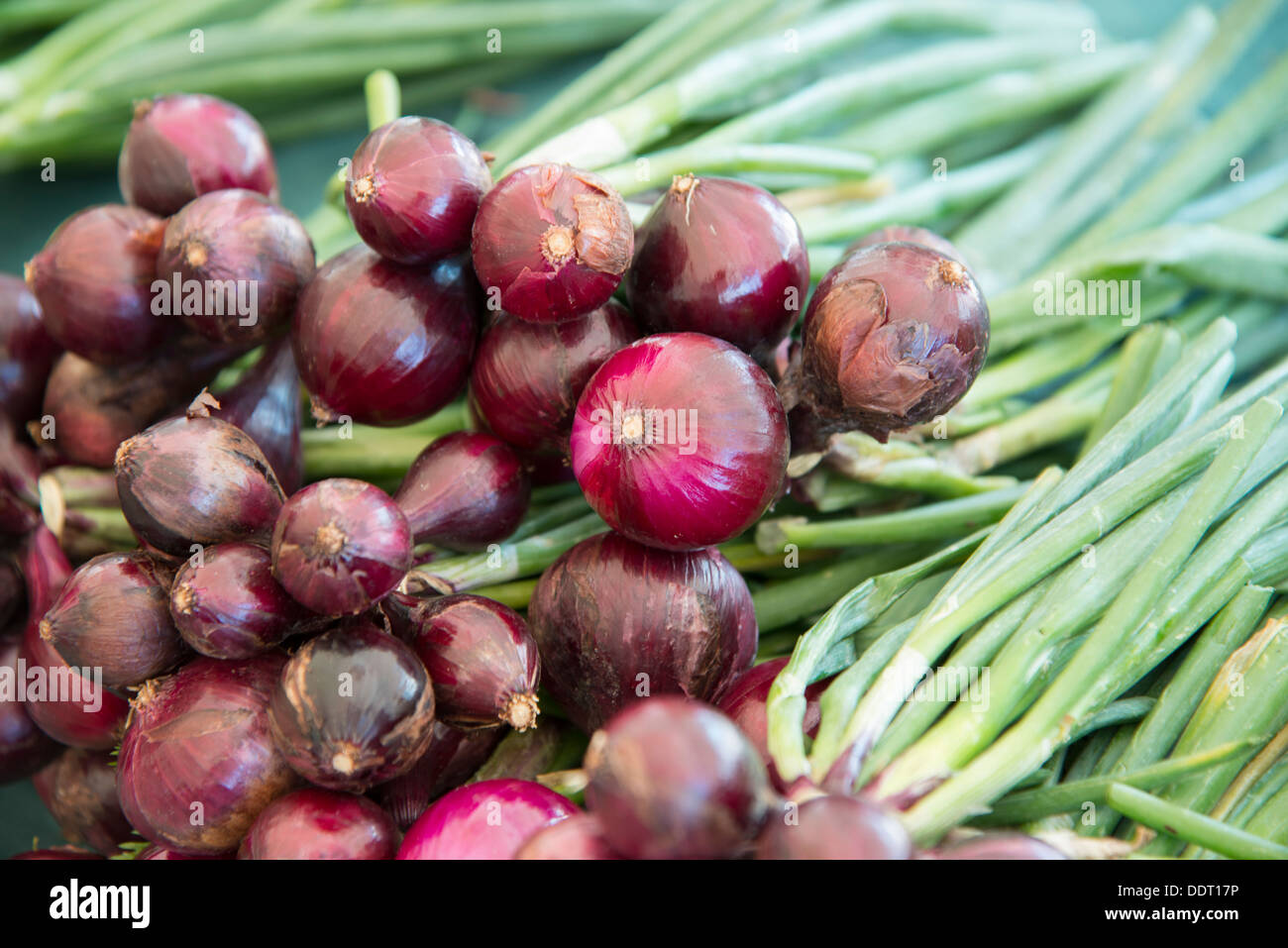 Close-up of spring onions, Kenora, Ontario, Canada Stock Photo - Alamy