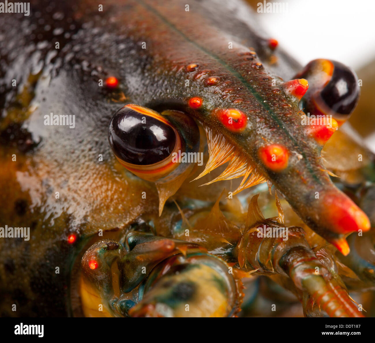 Macro of living lobster isolated on white background Stock Photo - Alamy