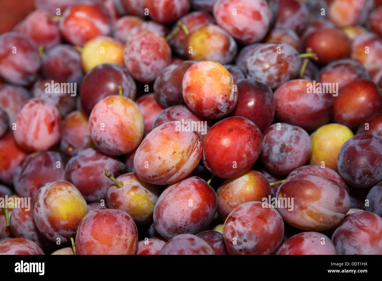 Plum variety hi-res stock photography and images - Alamy