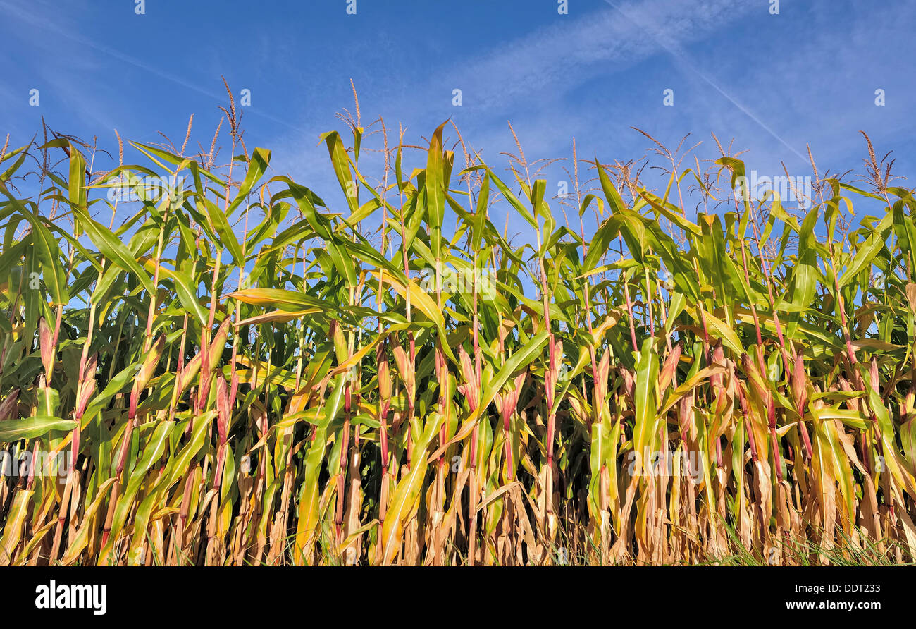 Corn field under blue sky hi-res stock photography and images - Alamy