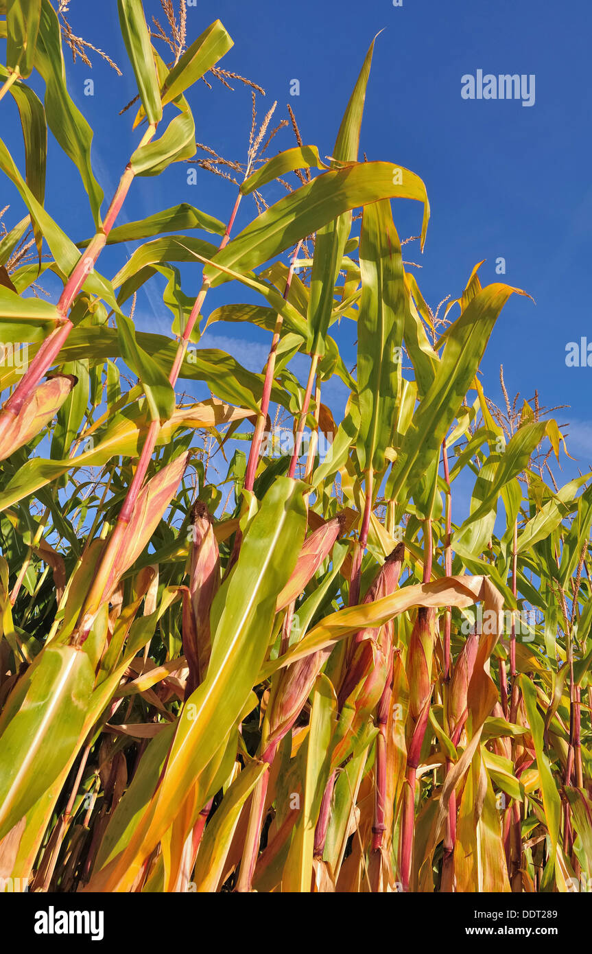 colorful corn field under blue sky Stock Photo - Alamy