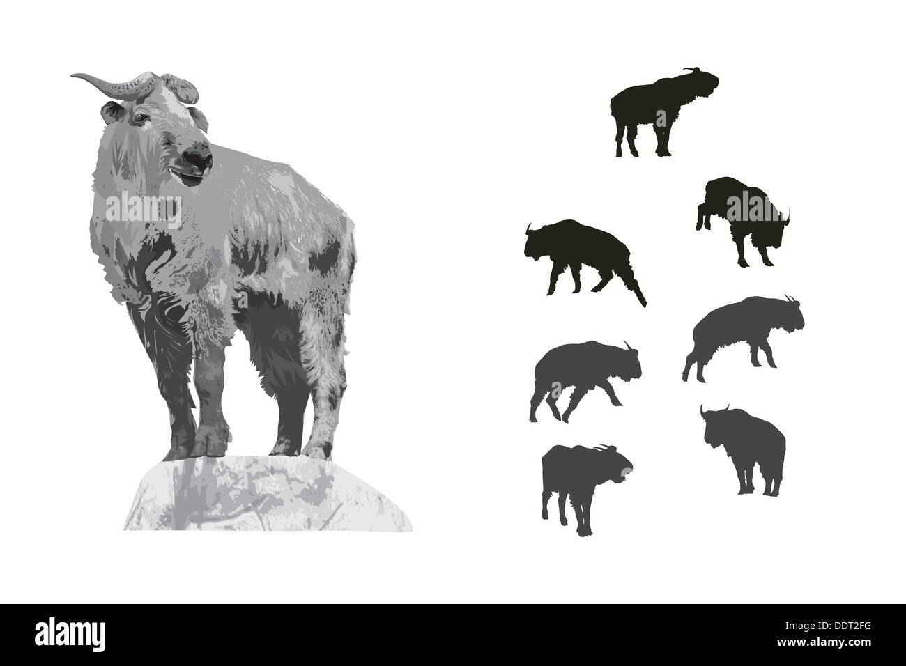 Golden takin hi-res stock photography and images - Alamy