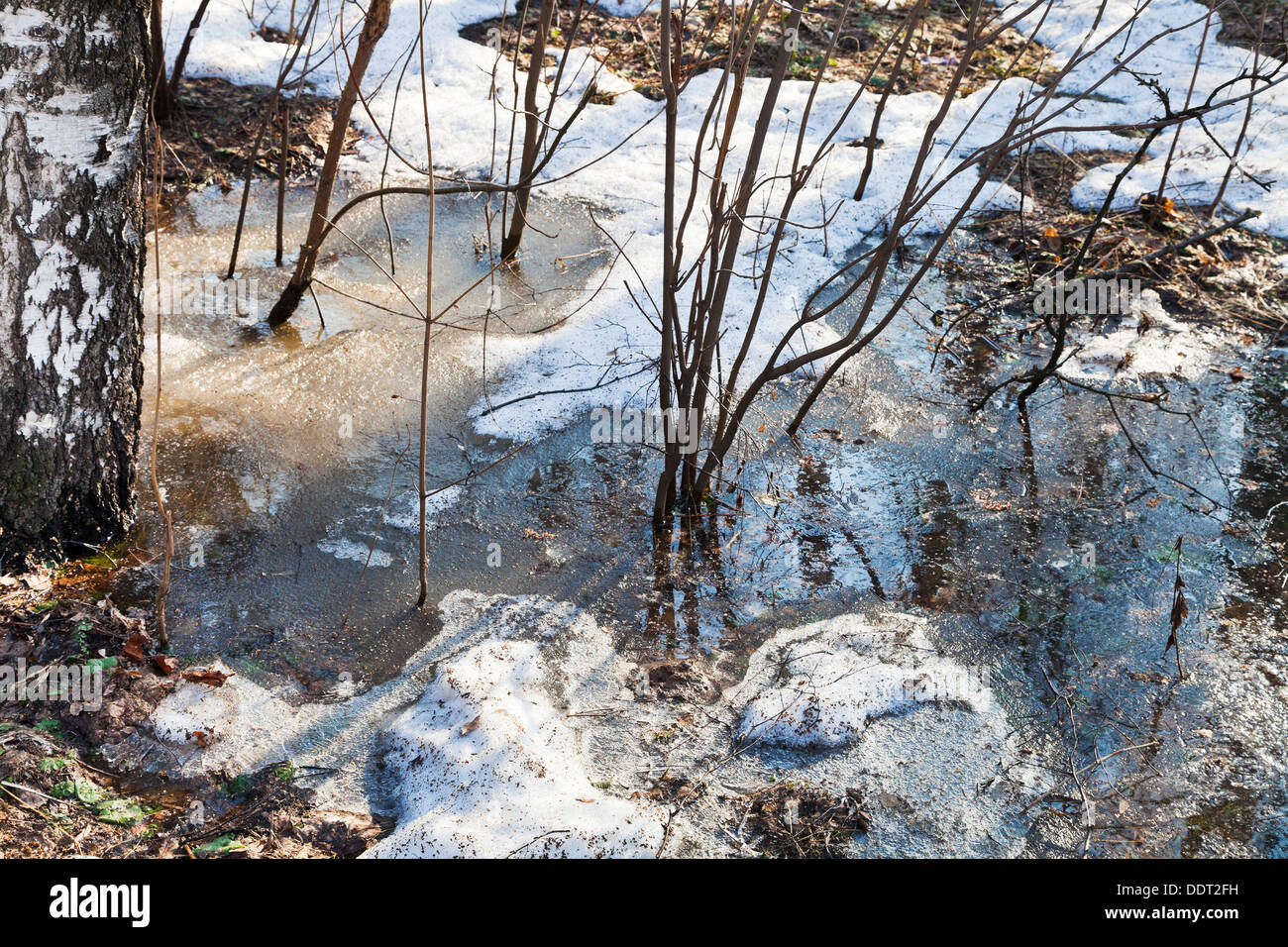 bush in puddle of melted snow in spring forest Stock Photo - Alamy