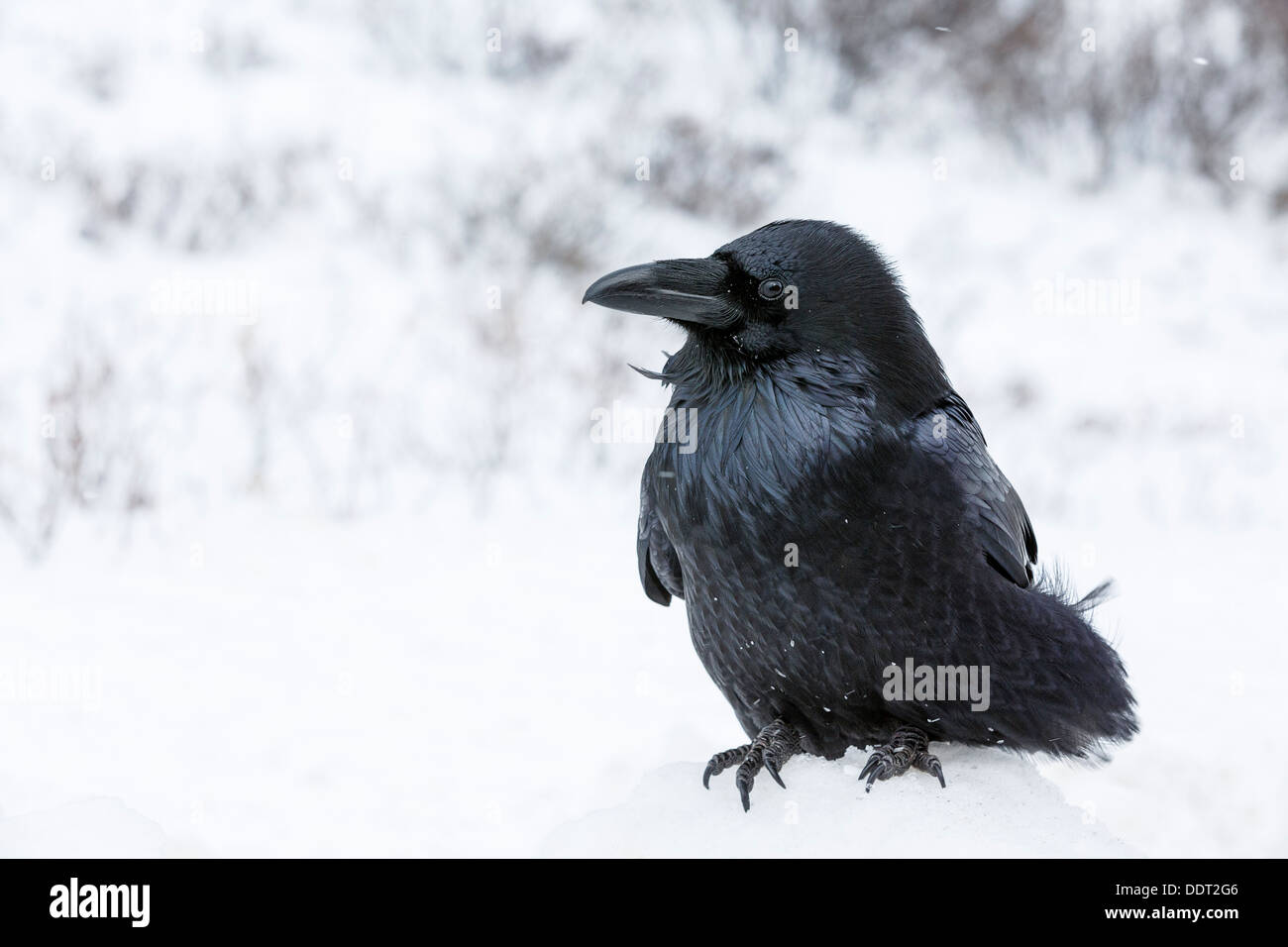 Raven Snow High Resolution Stock Photography and Images - Alamy