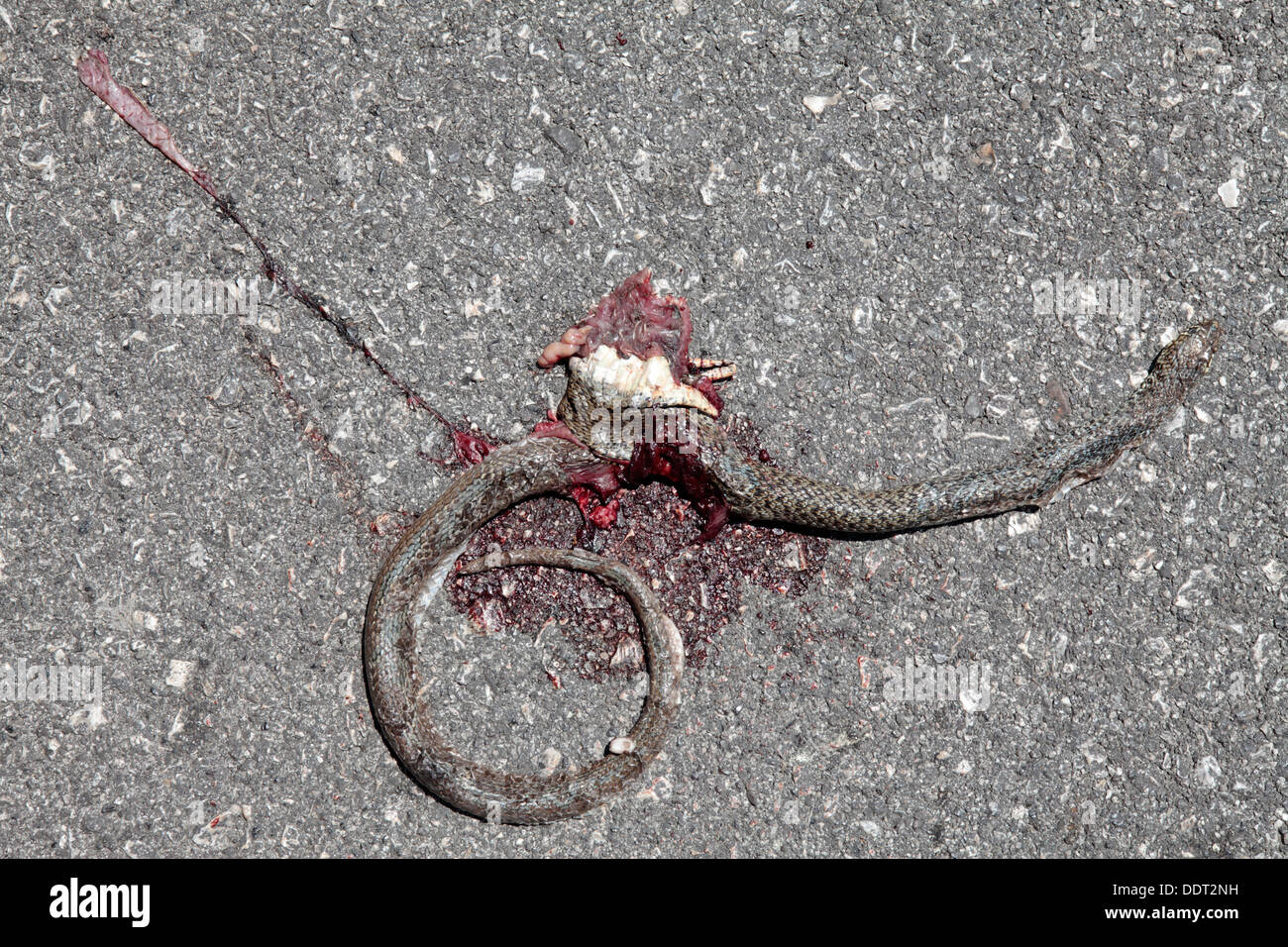 Dead Snake in the Road Stock Photo - Alamy