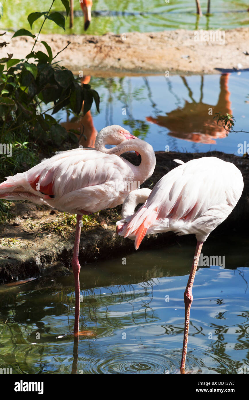 Flamingo enclosure hi-res stock photography and images - Alamy