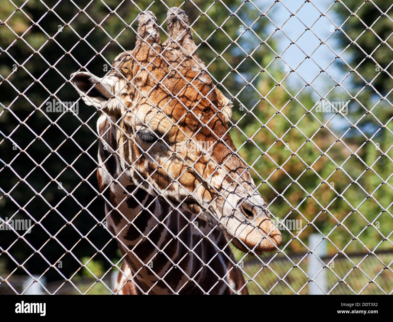 giraffe behind grid of open-air rabitz close up in summer day Stock ...
