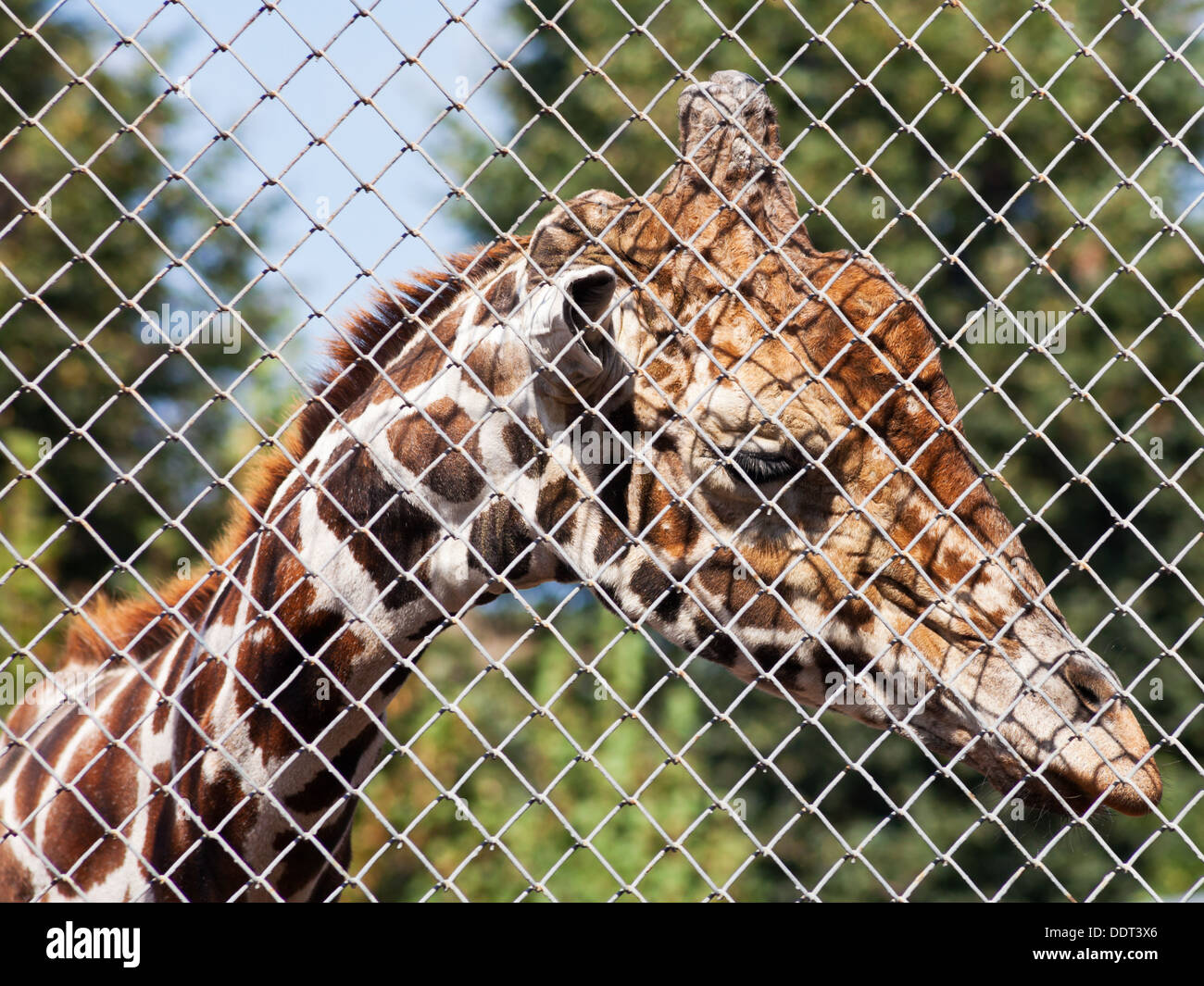 sad giraffe behind grid of open-air cage close up in summer day Stock ...