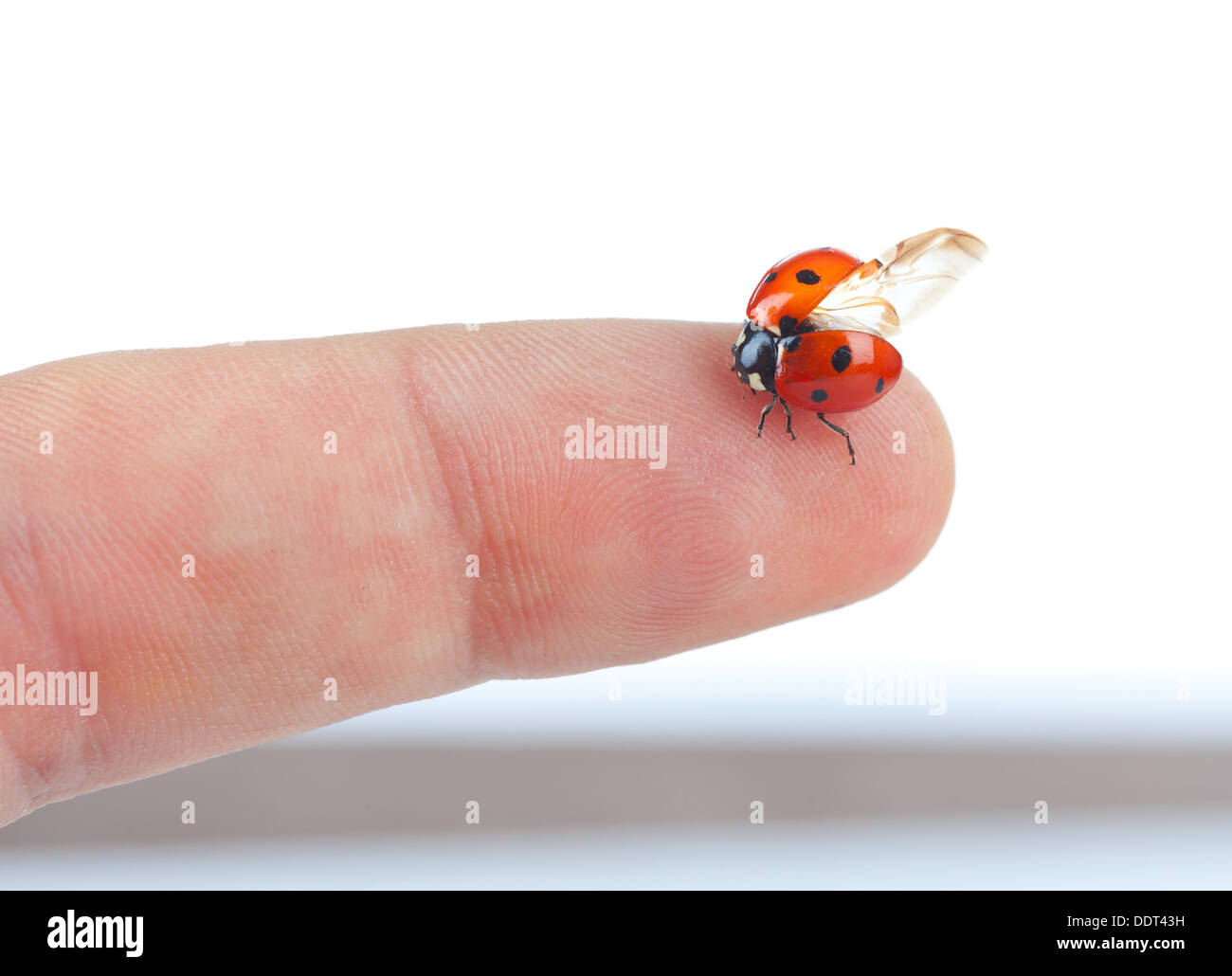 Macro of a ladybug sitting on finger isolated on white background Stock ...