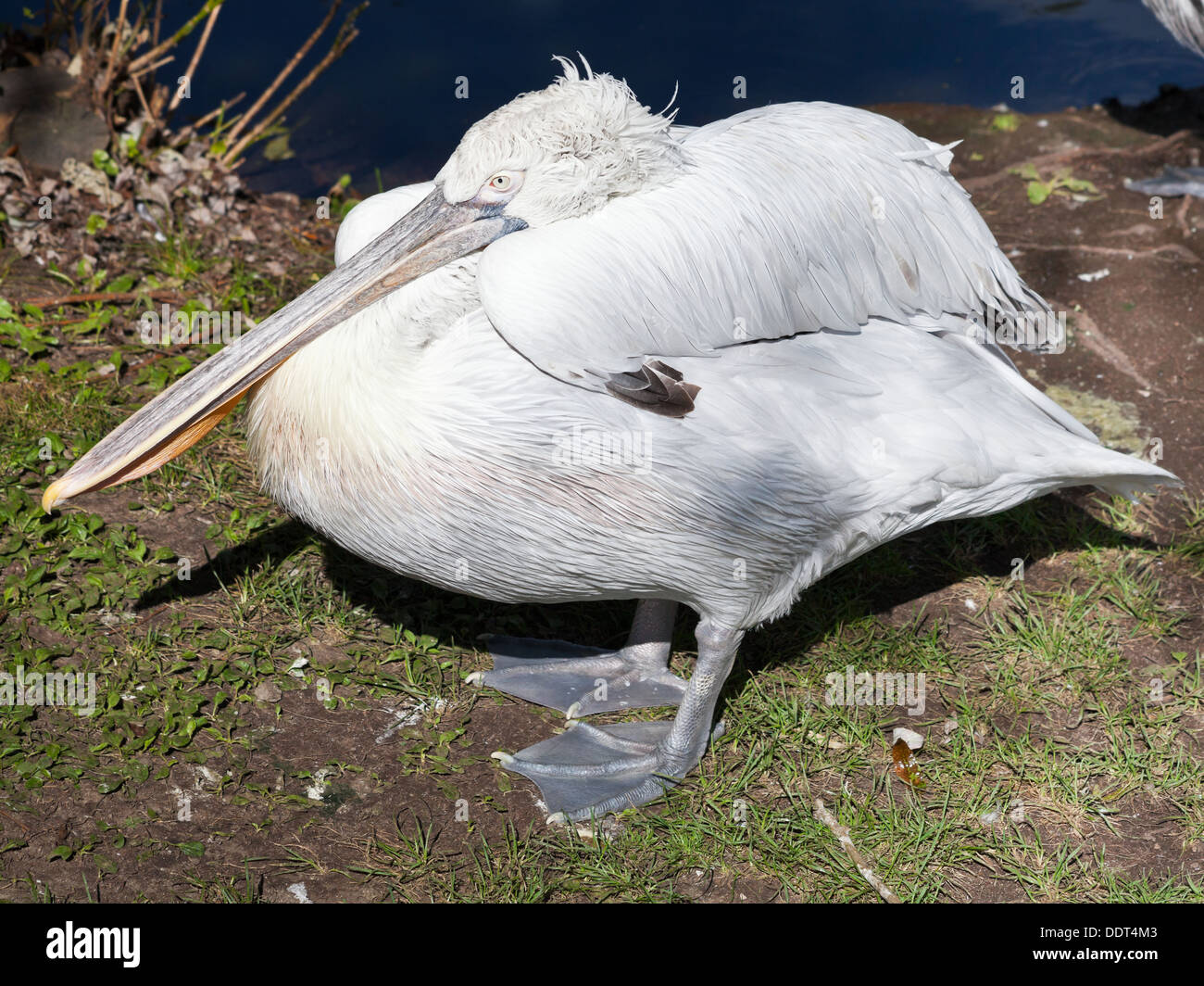 Sleeping pelican hi-res stock photography and images - Alamy