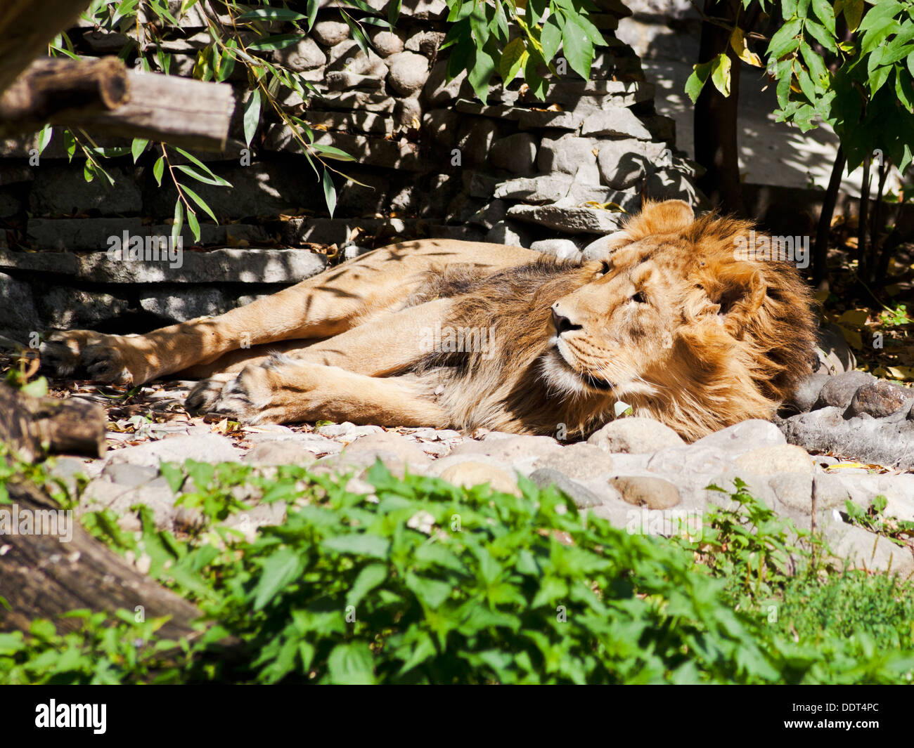 asiatic lion sleeping outdoors in summer day Stock Photo - Alamy