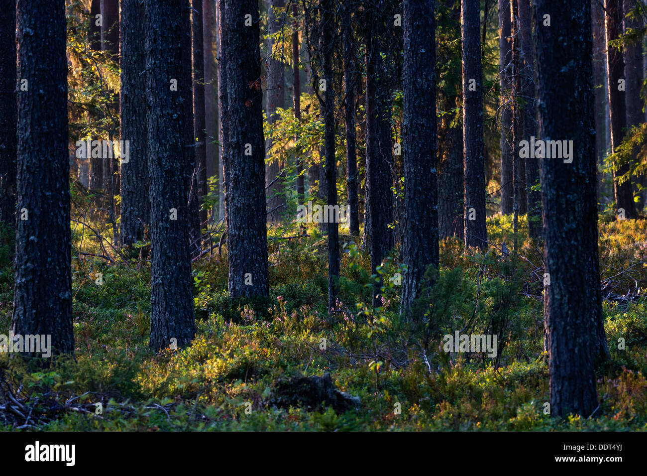 Boreal coniferous forest hi-res stock photography and images - Alamy