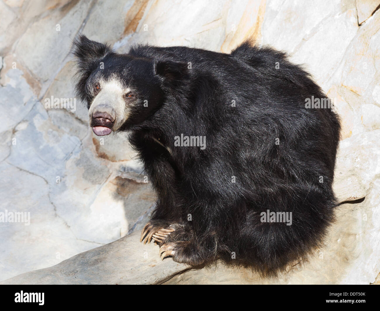 Indian sloth bear hi-res stock photography and images - Alamy