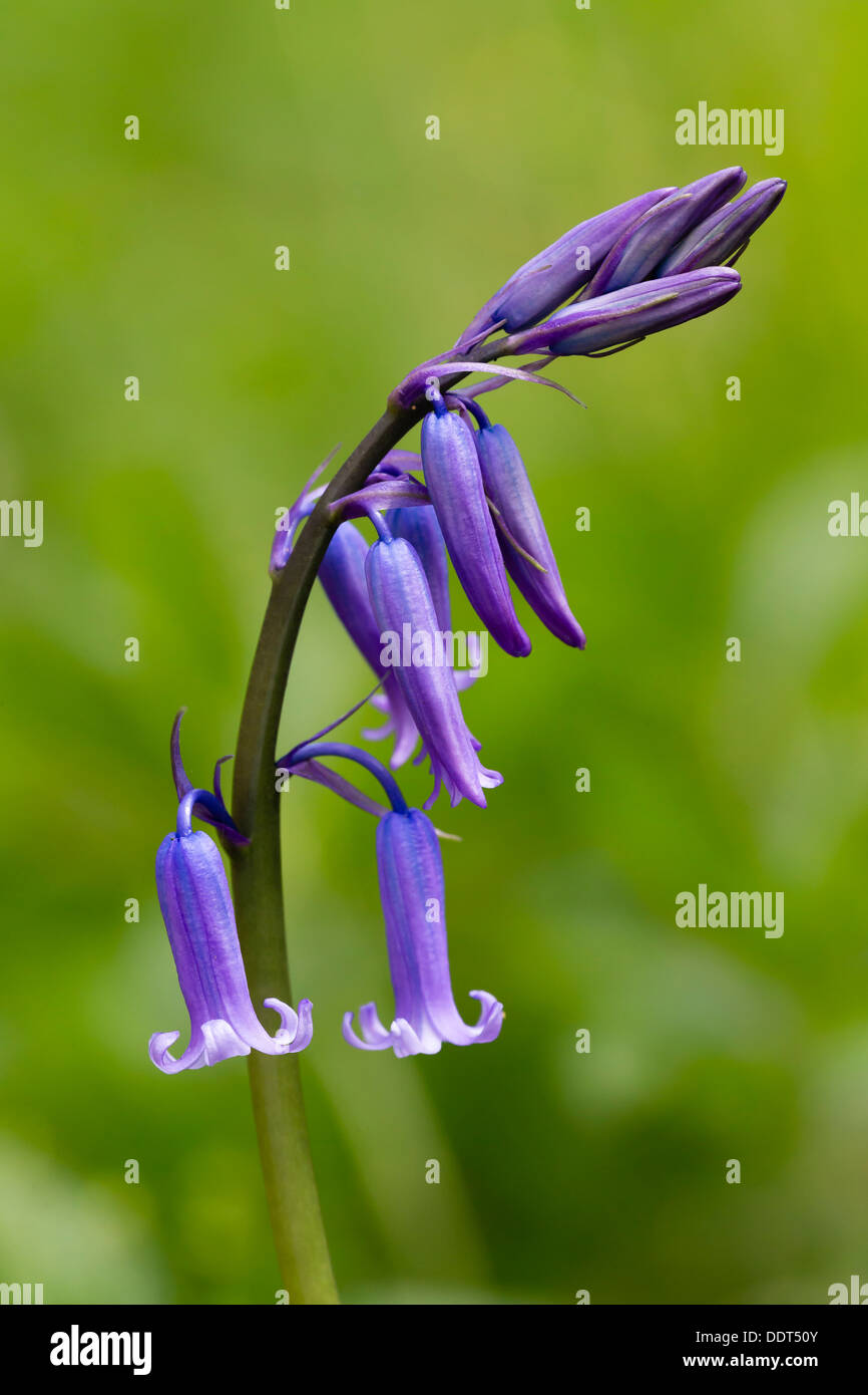 Flower truss hi-res stock photography and images - Alamy
