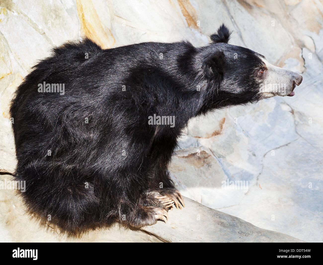 Indian sloth bear hi-res stock photography and images - Alamy