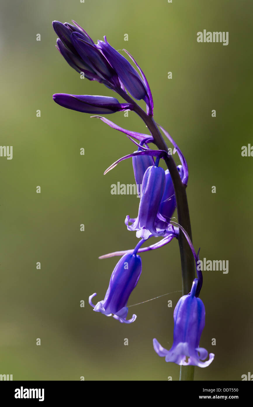 Truss flowers hi-res stock photography and images - Alamy