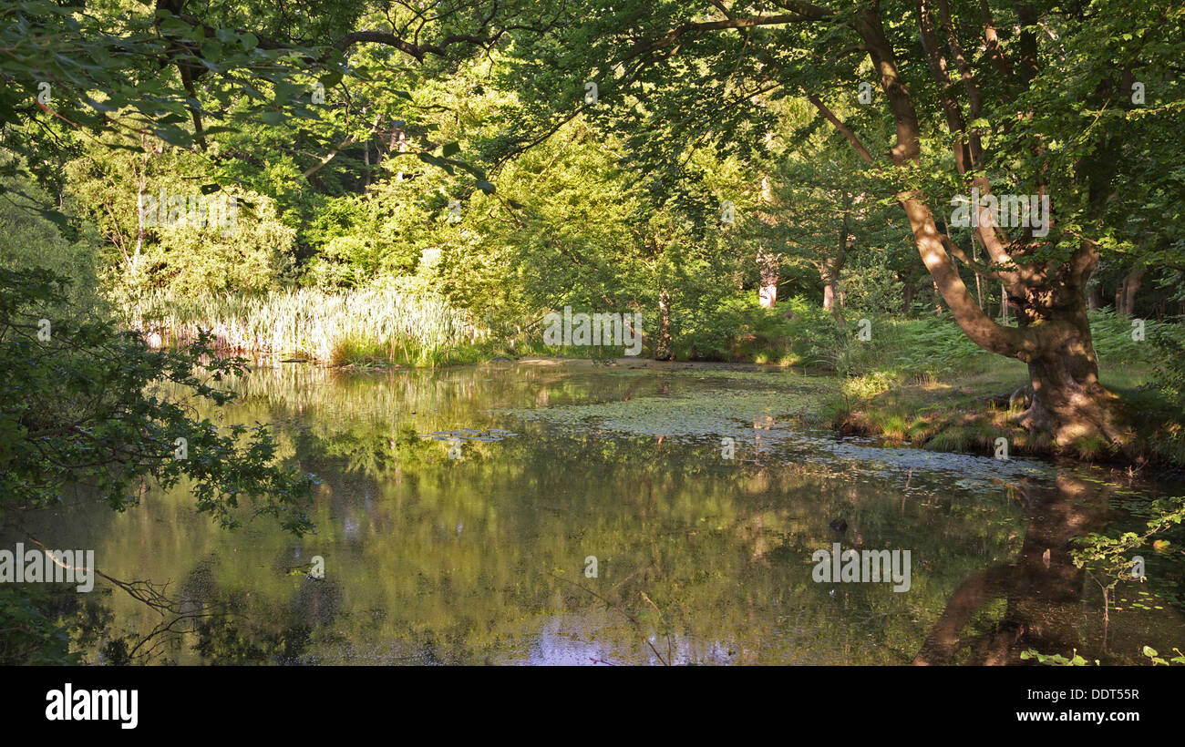 Epping forest england summer hi-res stock photography and images - Alamy
