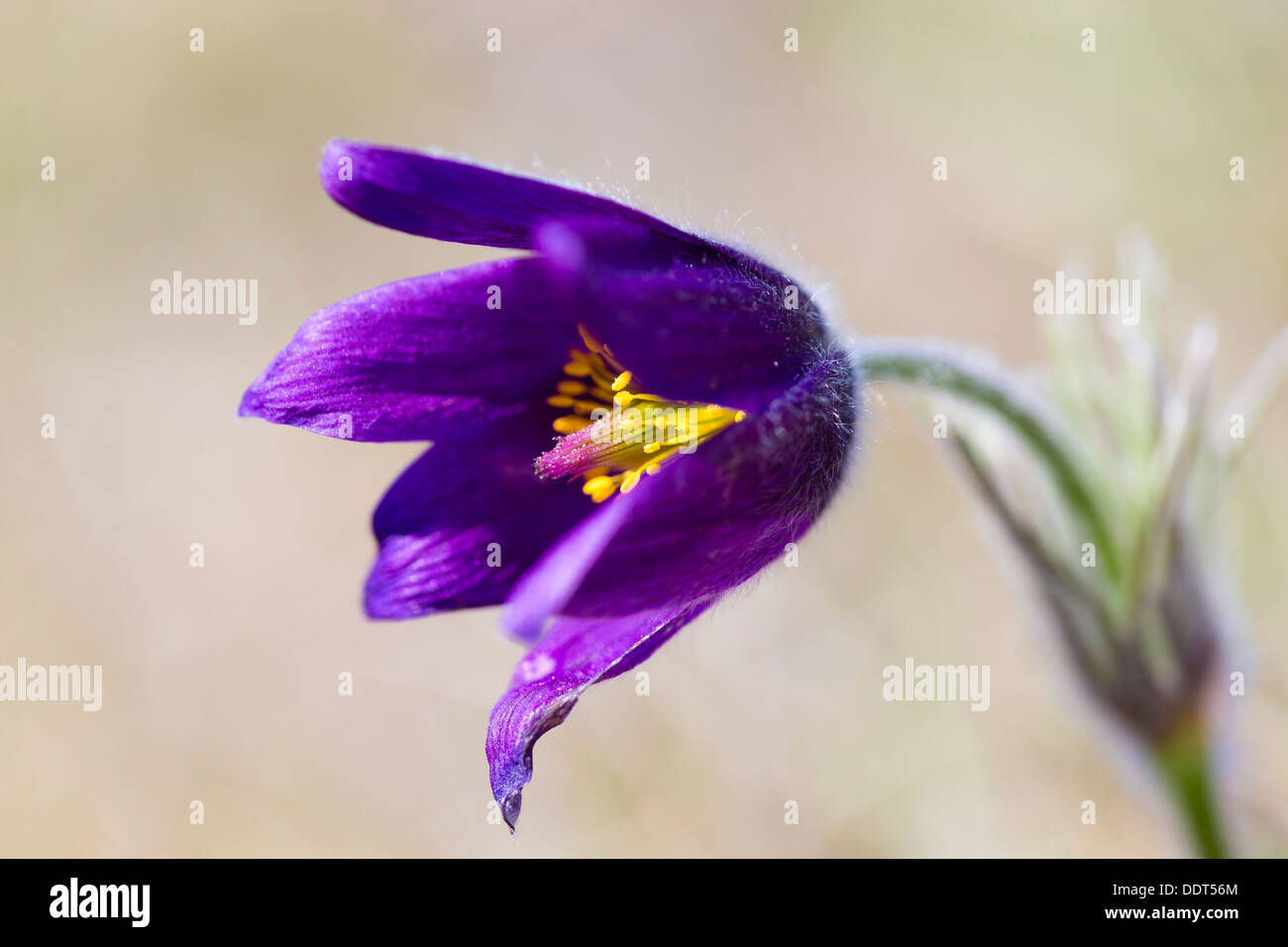 Pask flower hi-res stock photography and images - Alamy