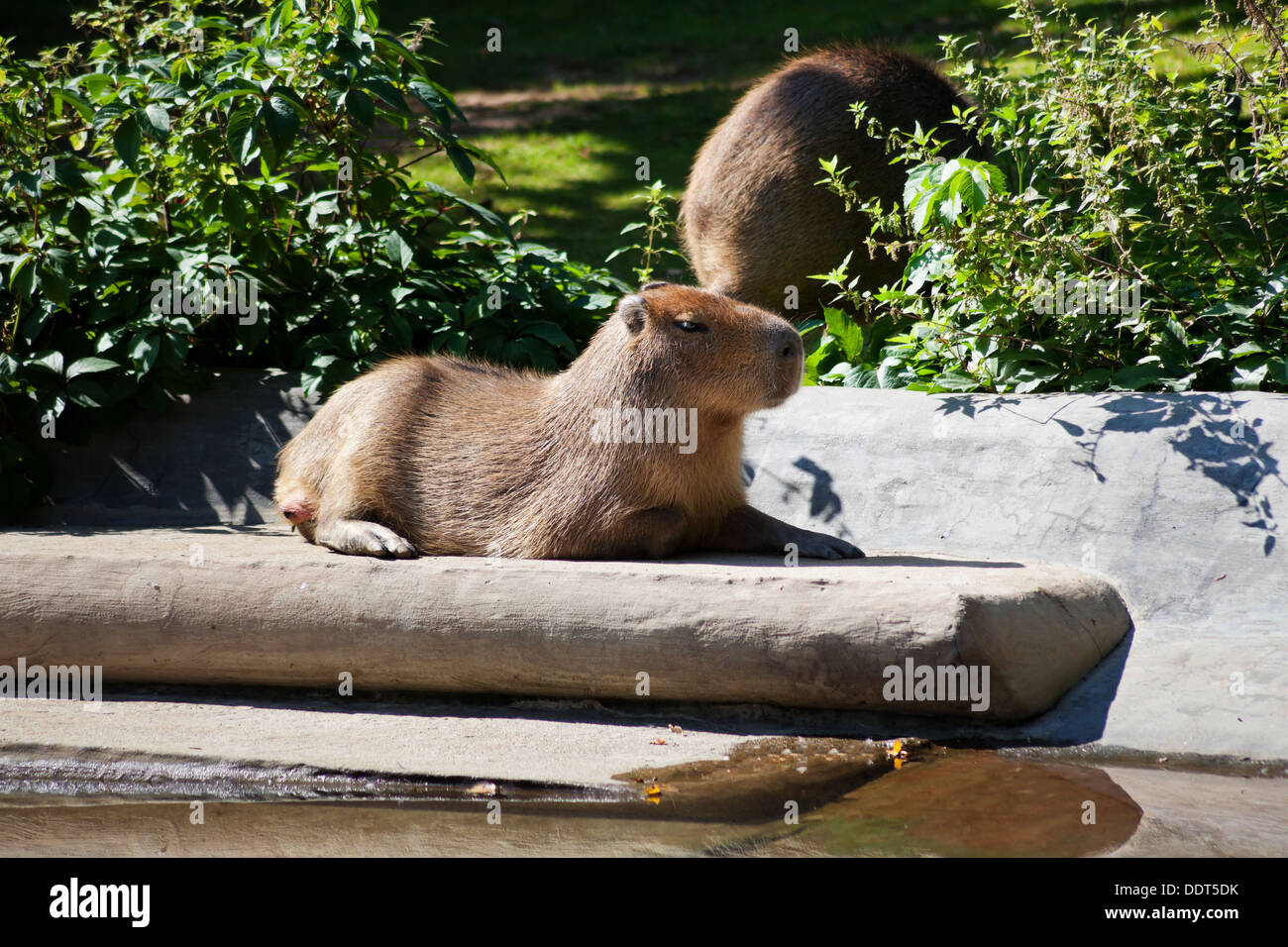Capybara in captivity hi-res stock photography and images - Alamy