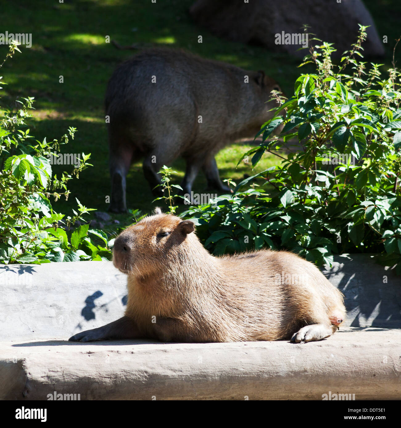 Capybaras in captivity hi-res stock photography and images - Alamy