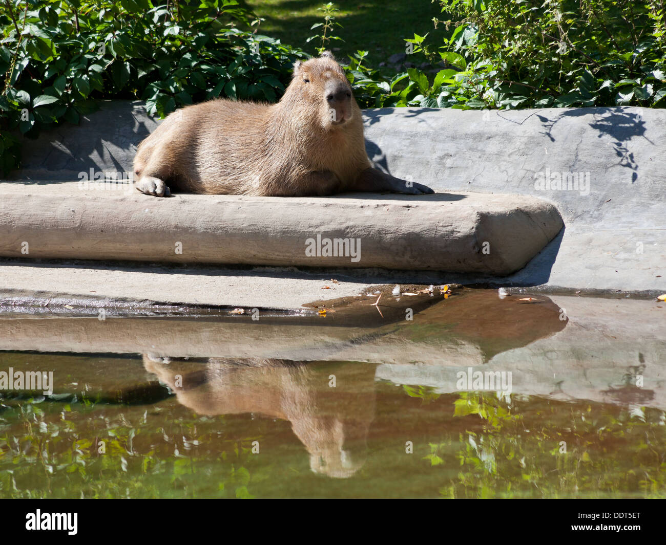 Capybara in captivity hi-res stock photography and images - Alamy