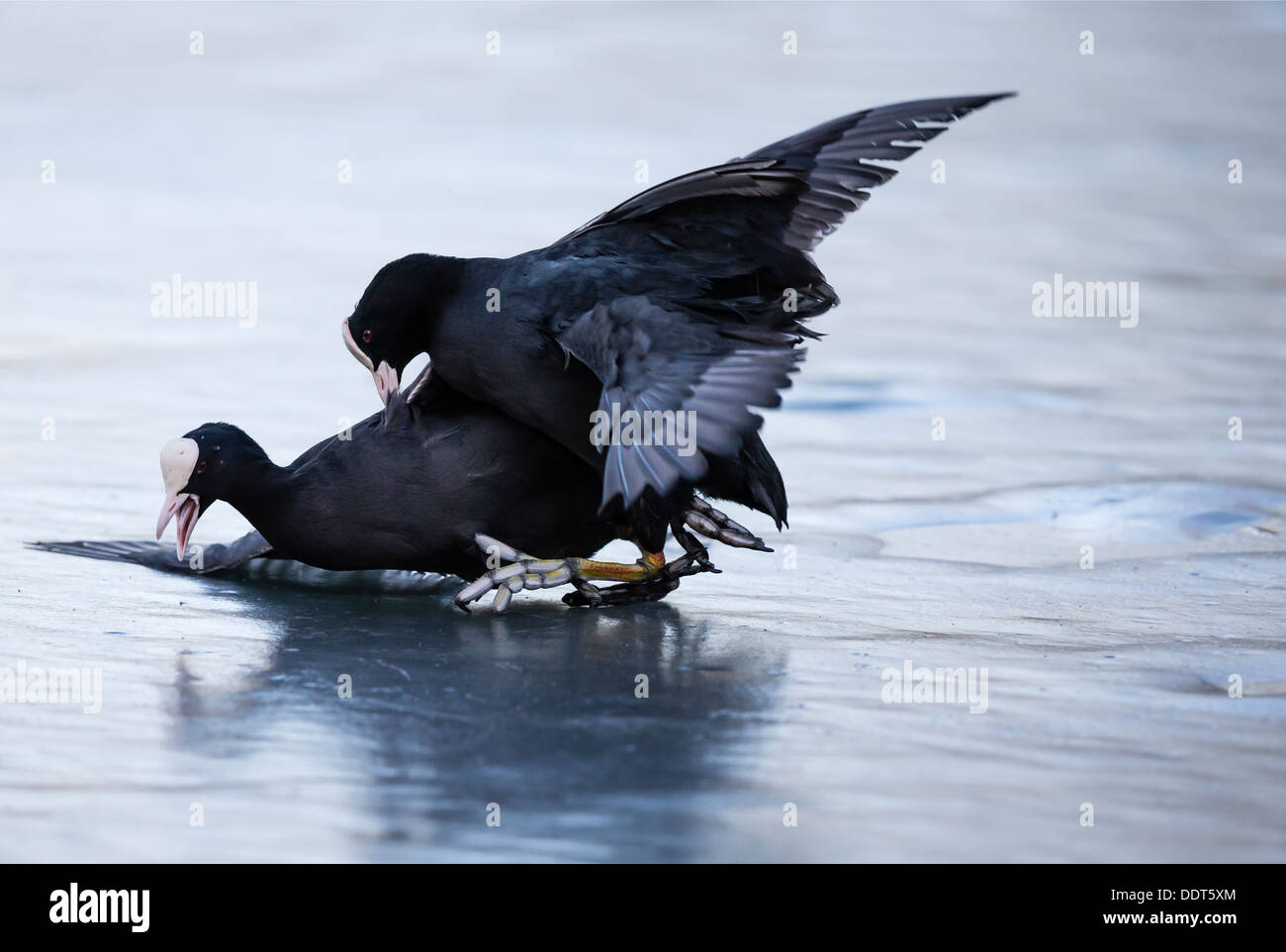 Free ice water hi-res stock photography and images - Alamy