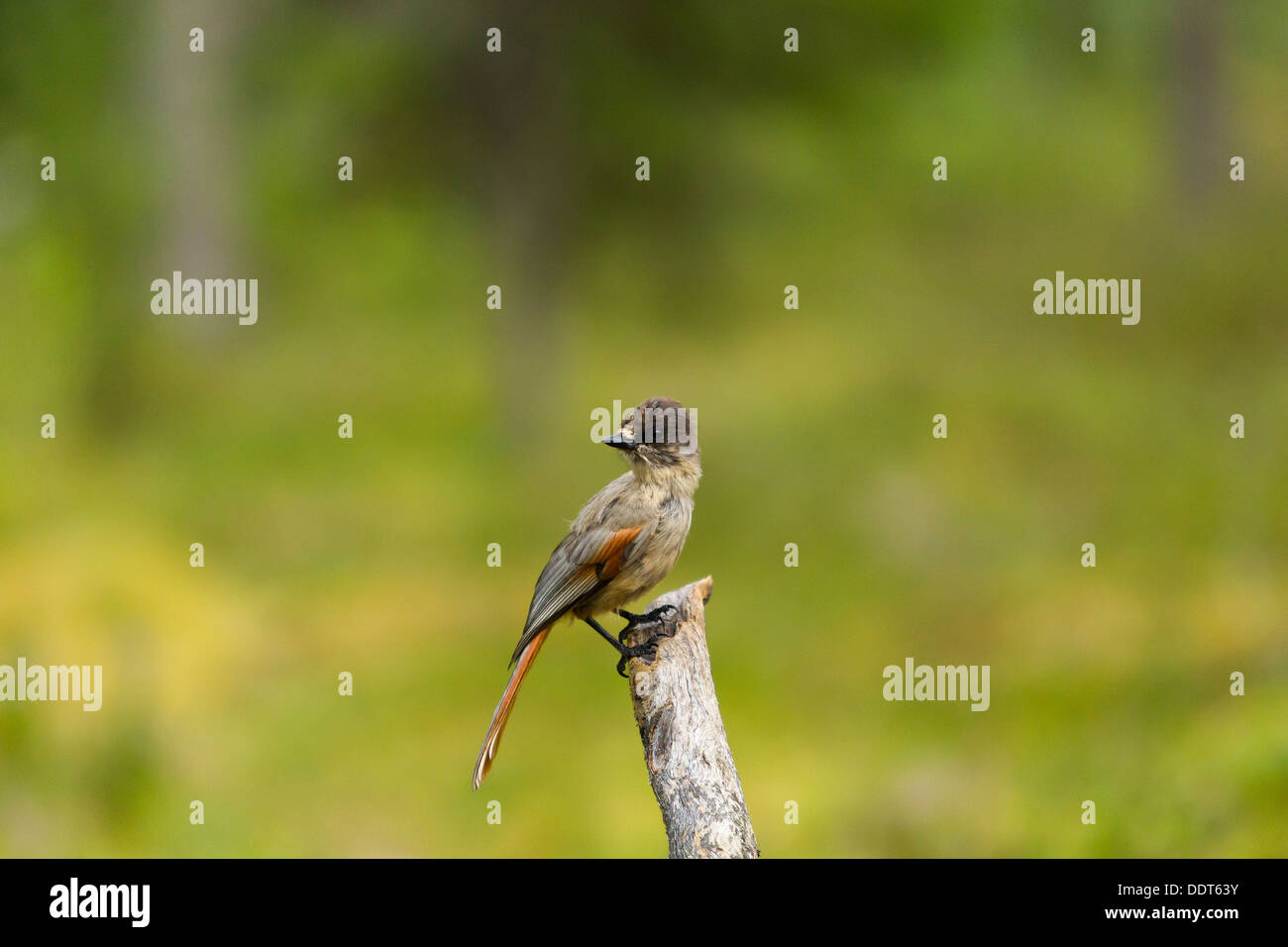 Long tailed jay hi-res stock photography and images - Alamy