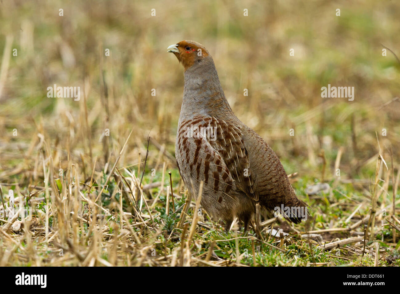 Partridge calling in a field Stock Photo - Alamy