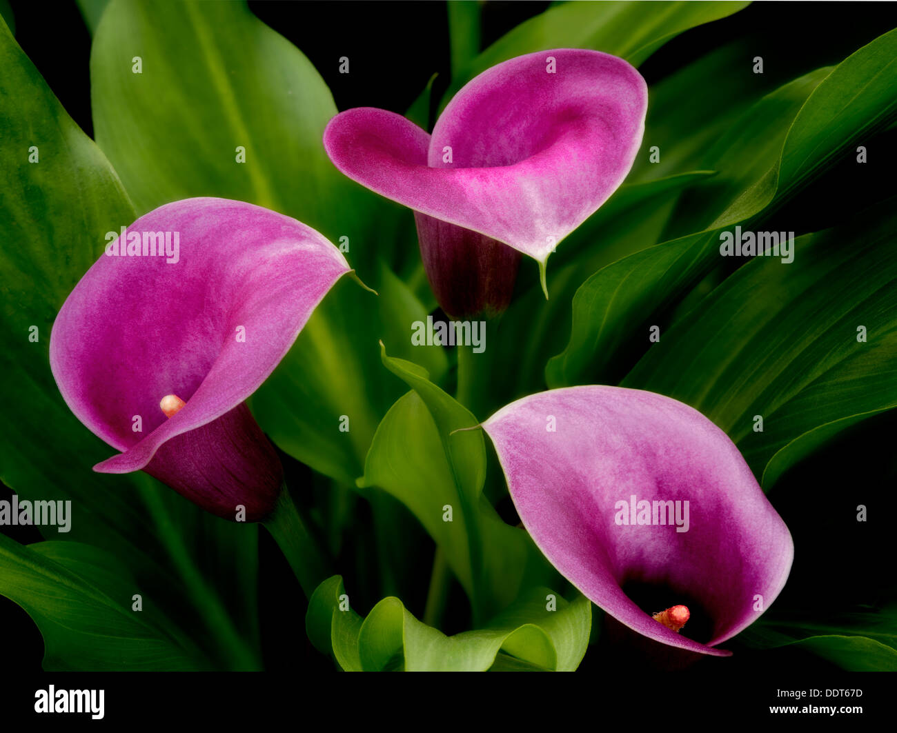 Calla lily hi-res stock photography and images - Alamy