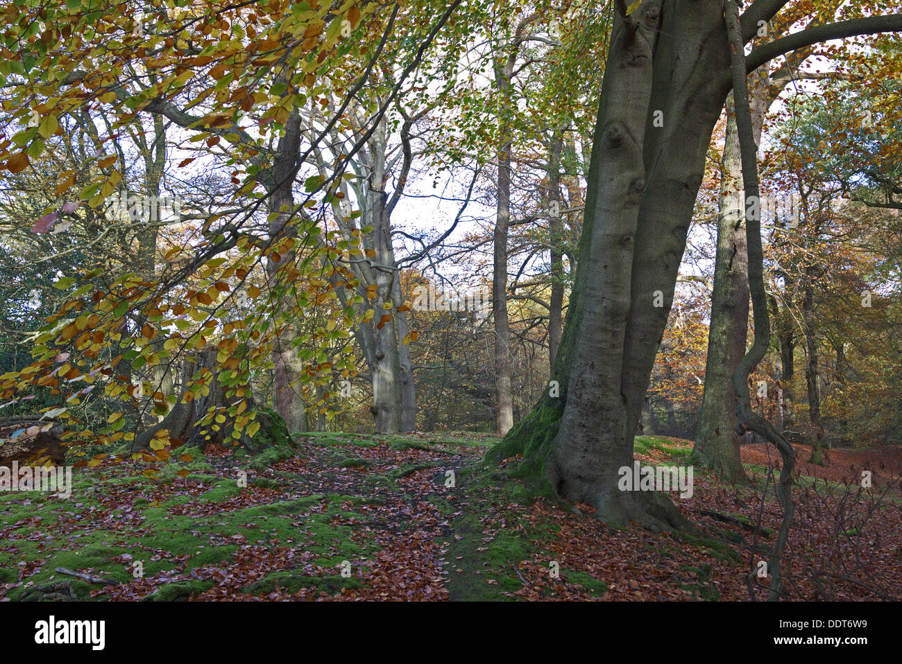 Epping forest, Epping, Essex, England, UK Stock Photo - Alamy
