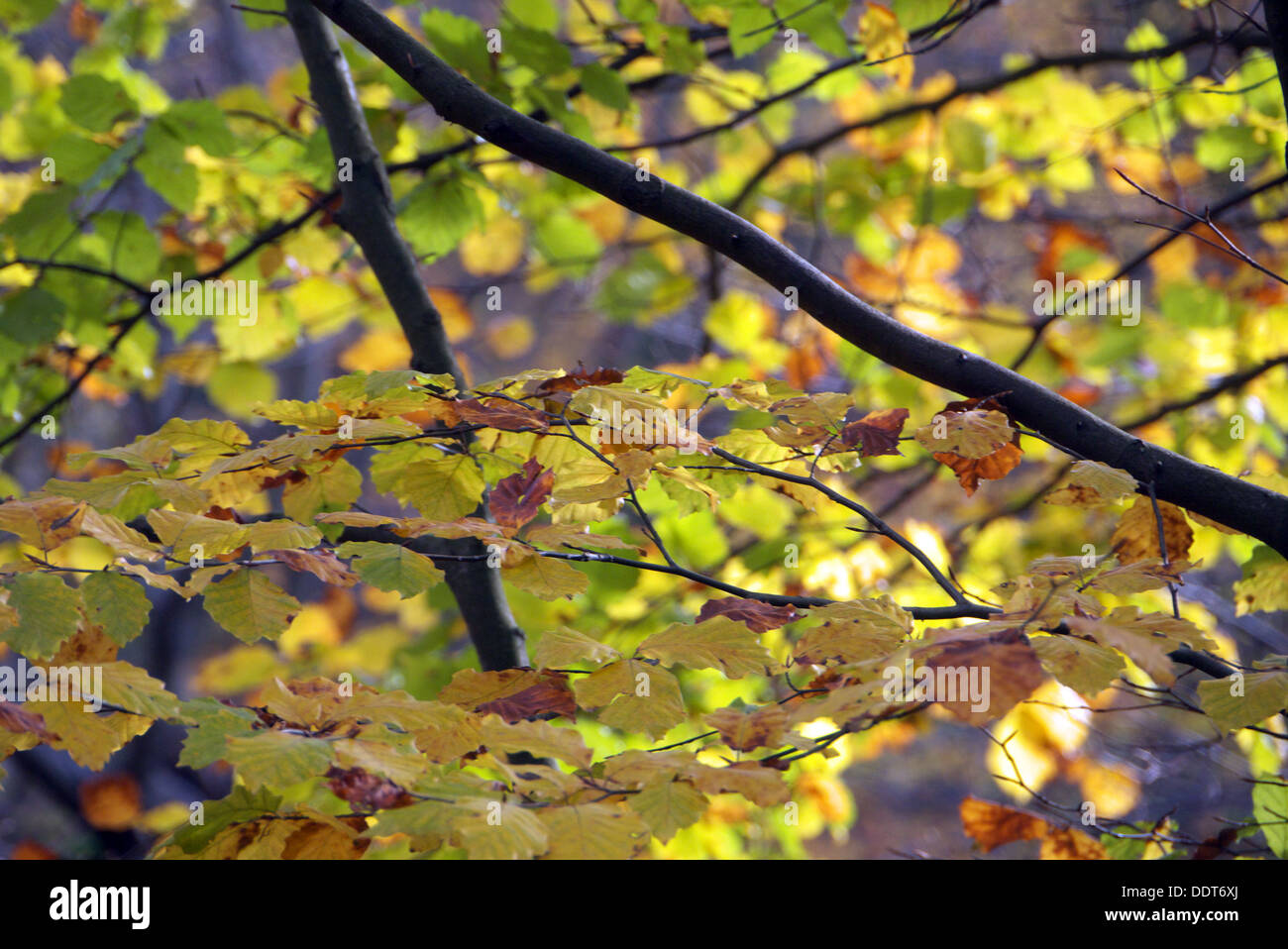 Epping forest, Epping, Essex, England, UK Stock Photo - Alamy