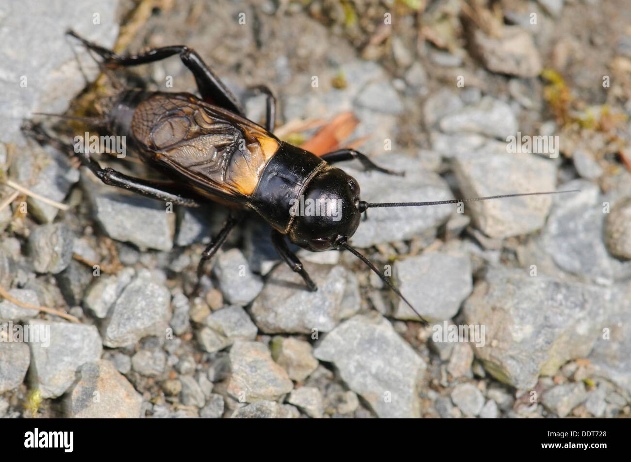 Grillon High Resolution Stock Photography and Images - Alamy