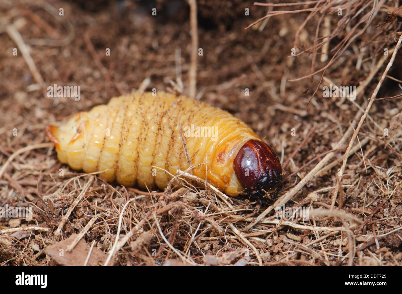 Palm Weevil Larvae High Resolution Stock Photography and Images - Alamy