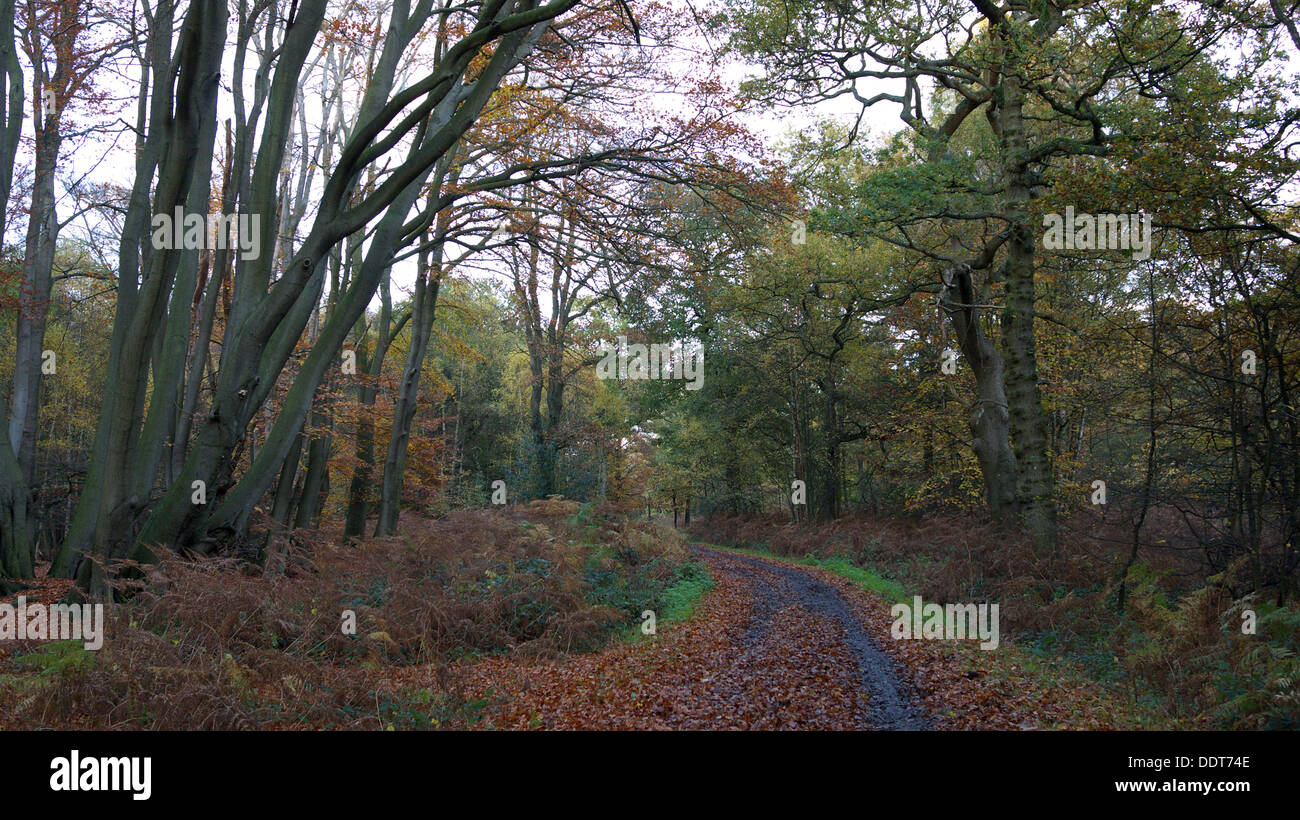 Epping forest, Epping, Essex, England, UK Stock Photo - Alamy