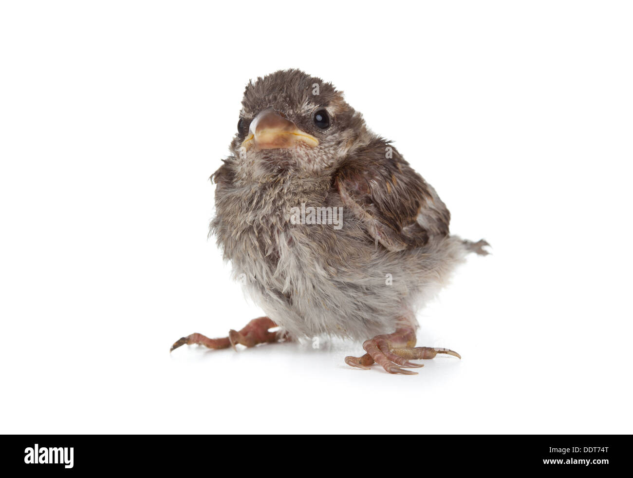 Little bird hi-res stock photography and images - Alamy