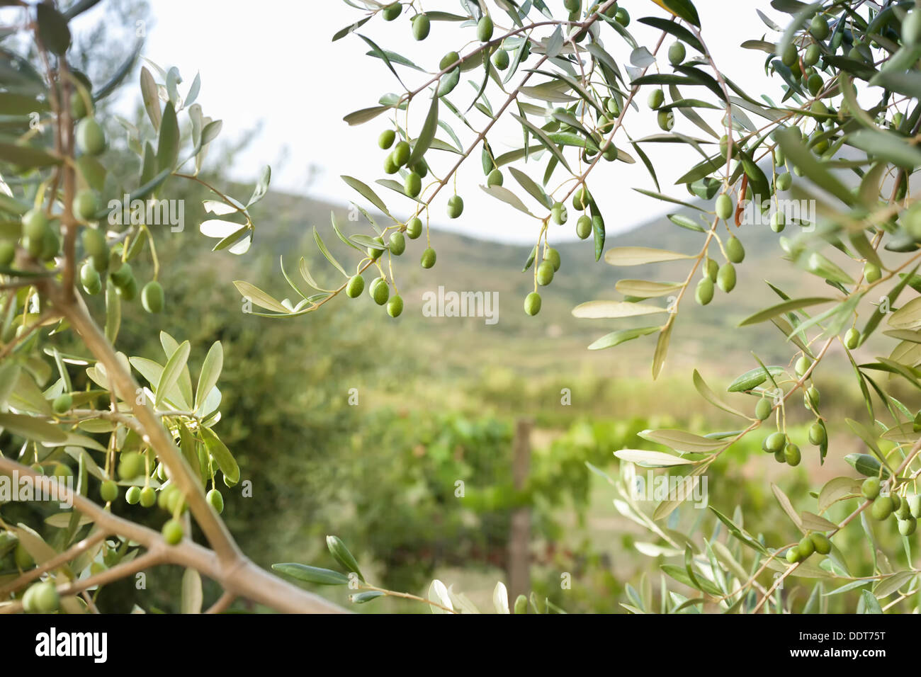 Detail of olive tree with green olives Stock Photo - Alamy