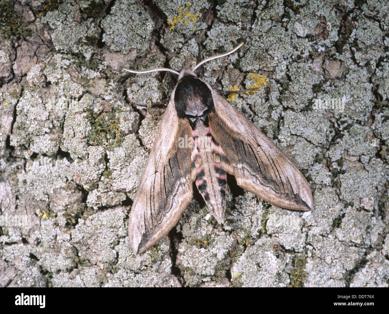 Sphingidae family hi-res stock photography and images - Alamy