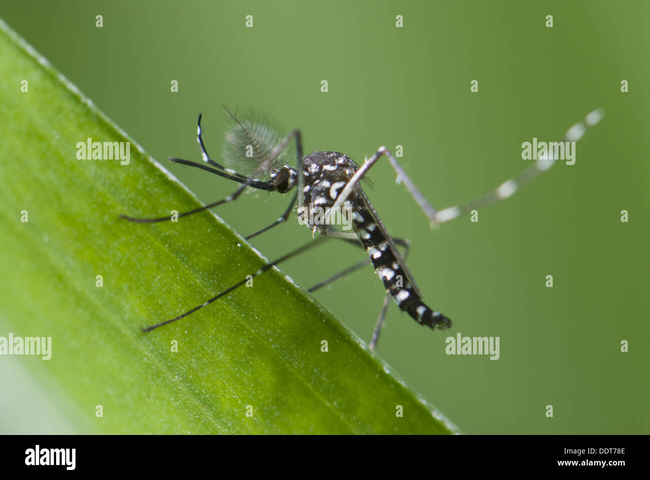 Male asian tiger mosquito spain hi-res stock photography and images - Alamy
