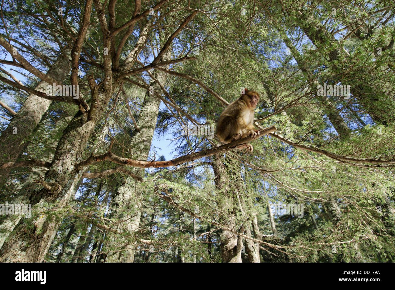 Azrou cedar forest, morocco hi-res stock photography and images - Alamy
