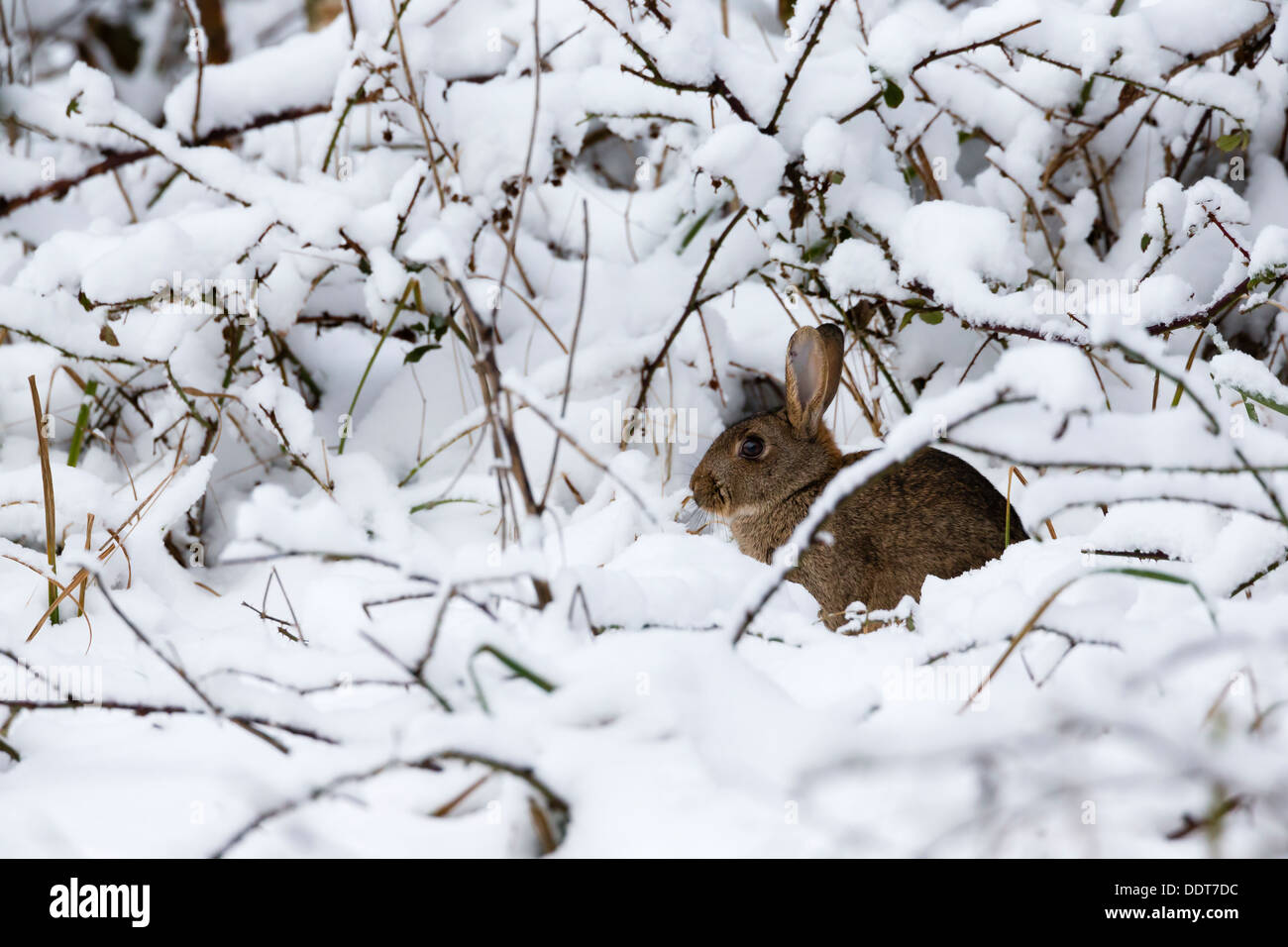 Wild White Rabbits In Snow